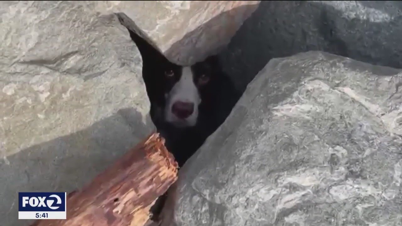 Jogger spots dog trapped under rocks at SF's Ocean Beach - YouTube