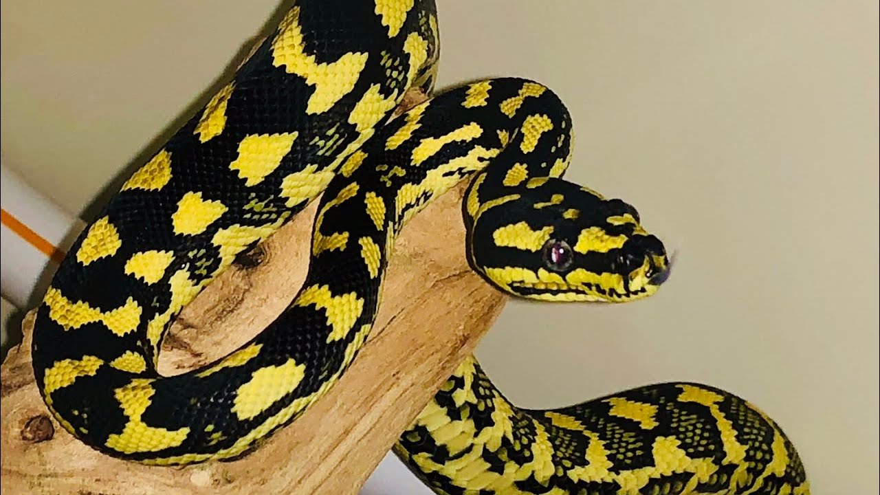 How Much Is A Jungle Carpet Python Www resnooze how-much-is-a-jungle-carpet-python-www-resnooze