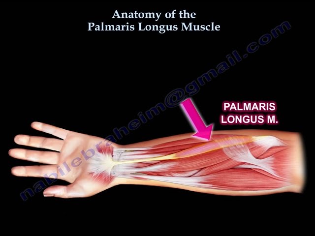 Palmaris Longus
