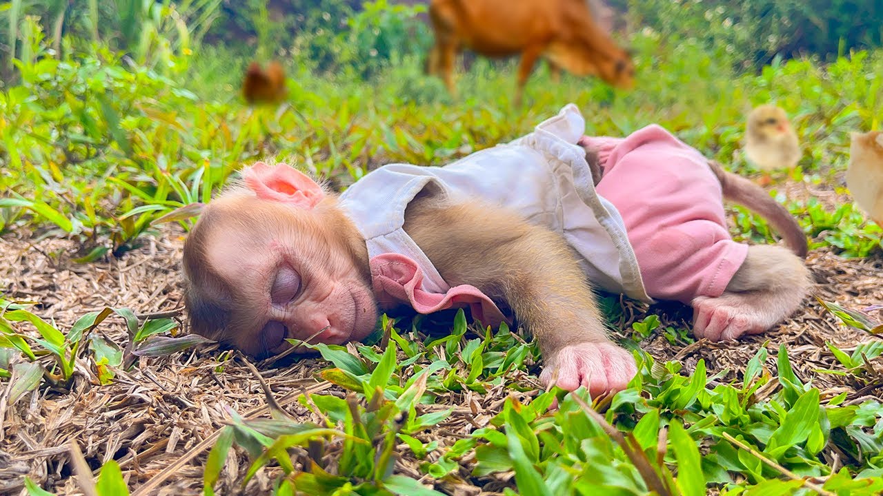 So cute! Monkey Yuyu fell asleep in the field while hiding from Mom to ...