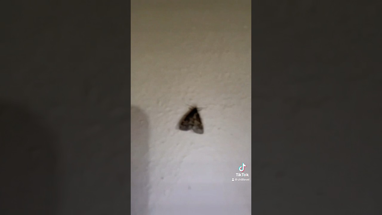 Very Scary Bug Invades My House 🫣🫣🫣🫣🫣 #funny #humor #comedy #bug #scary ...