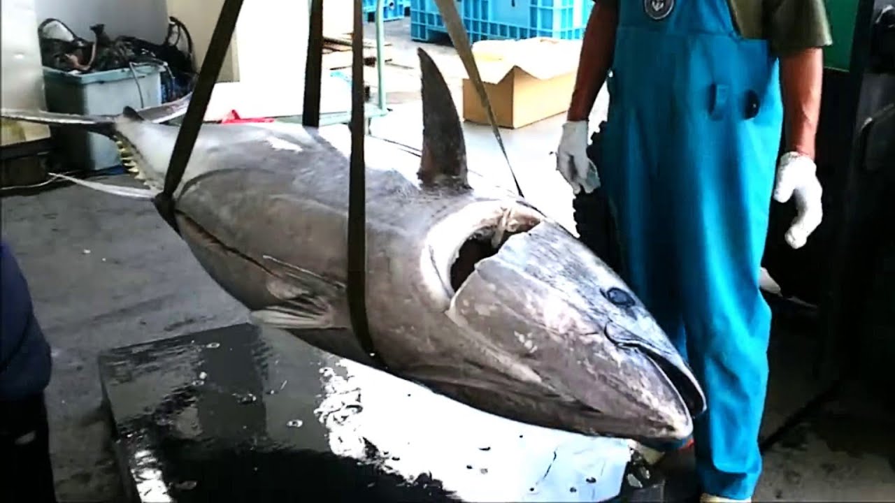 WOOW 200 Kg BLUE FIN TUNA Dismantling - YouTube