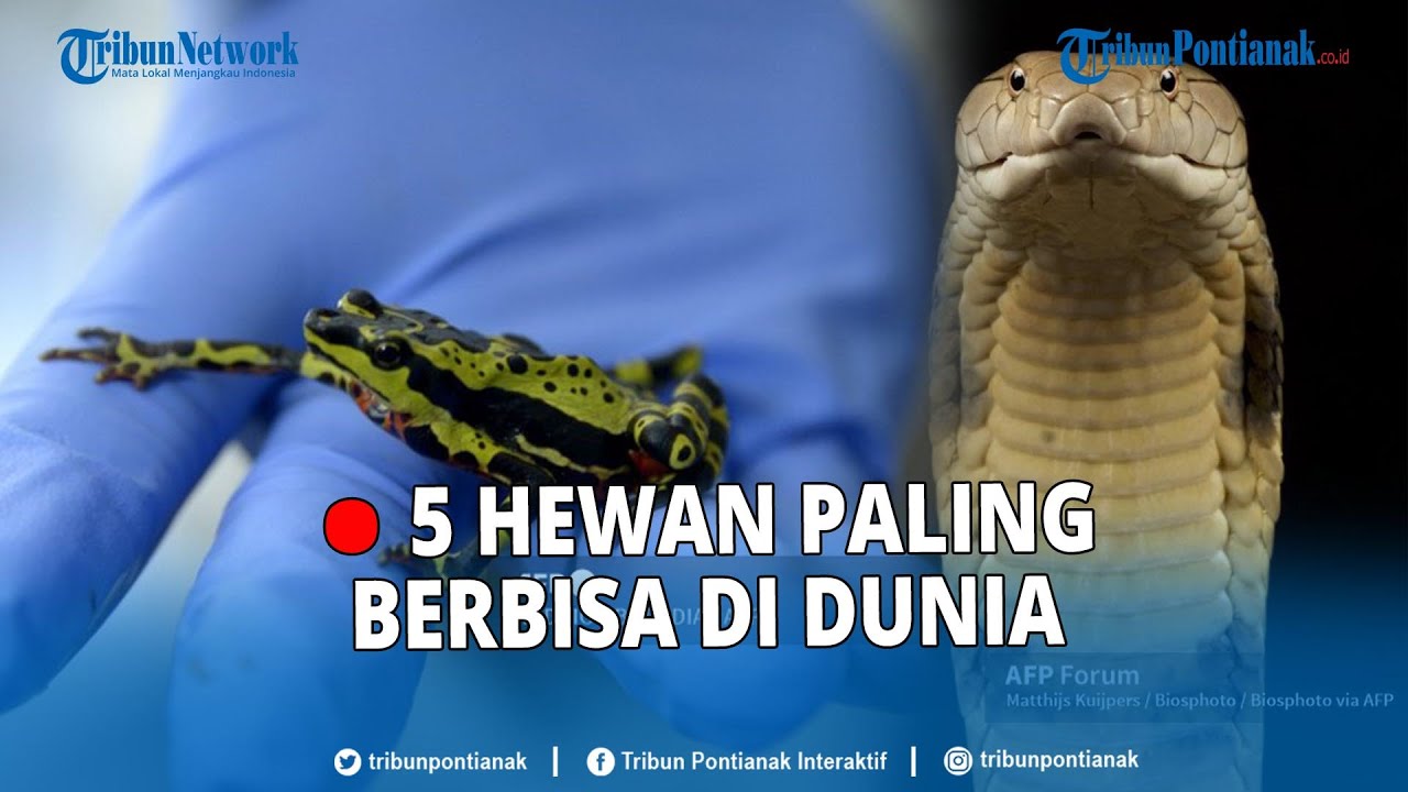 gambar haiwan paling berbisa di dunia - Rachel Johnston