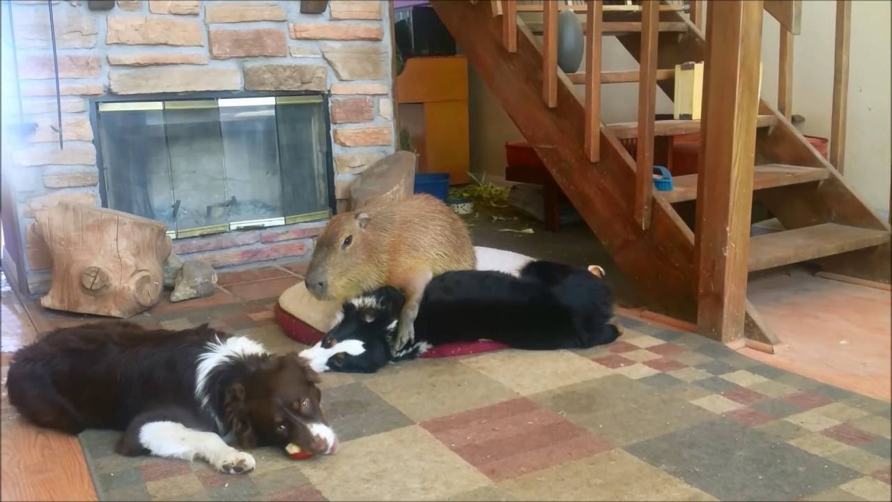 Capybara and a Dogs Forbidden Love - YouTube
