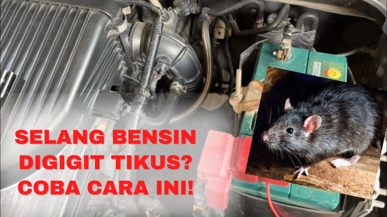 Solusi saat Selang BBM Digigit Tikus. Pengalaman pada Suzuki Ertiga ...