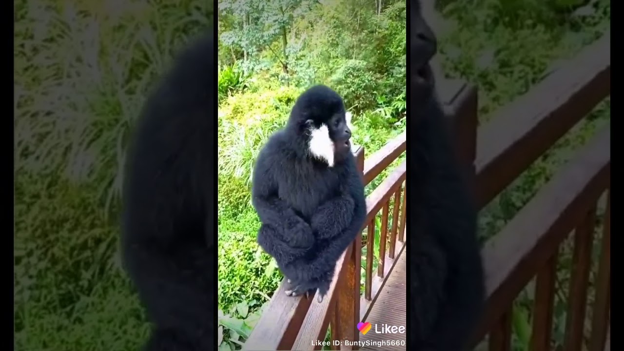 Funny animal screaming and making funny sounds - YouTube