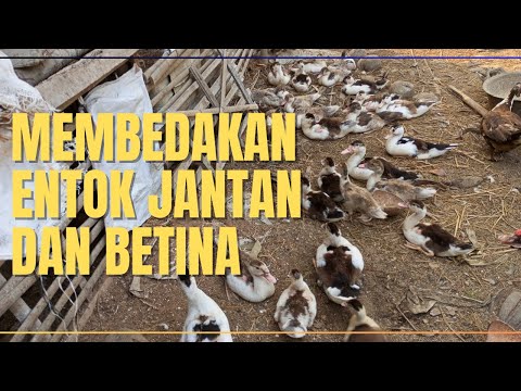 cara membedakan entok jantan dan betina umur 2 bulan #ternakentok