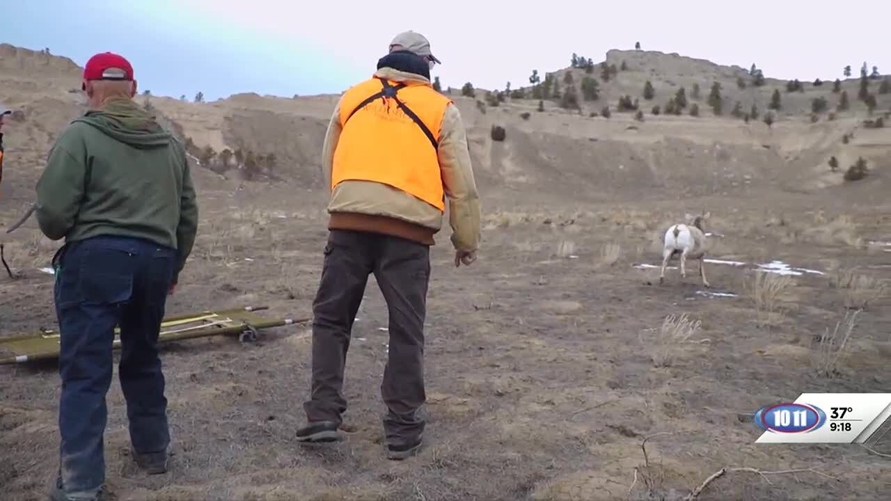 Nebraska Game and Parks captures, releases big game animals for ...