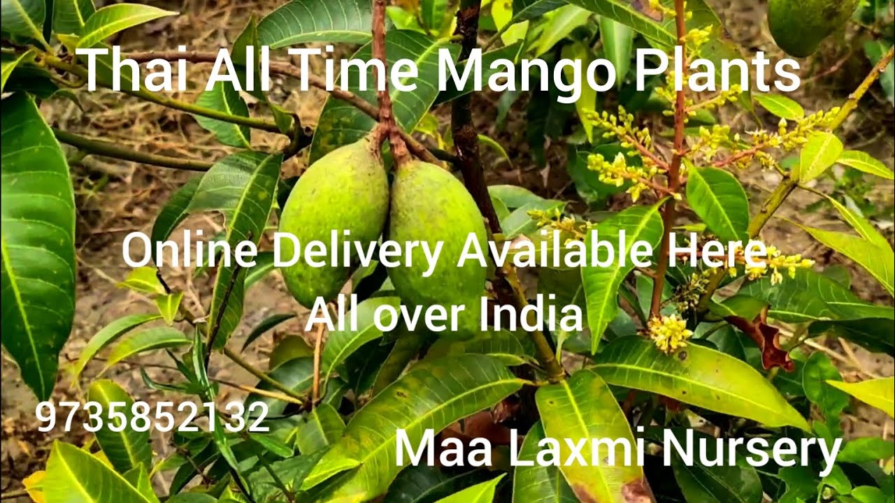 Thai All Time Mango| All Session | all weather Suitable #indianfarming ...