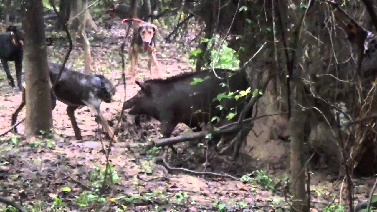 Baying hog in Root ball - YouTube