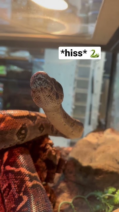 Pythons hiss?! #ballpython #python #snake #shorts #shortsviral - YouTube