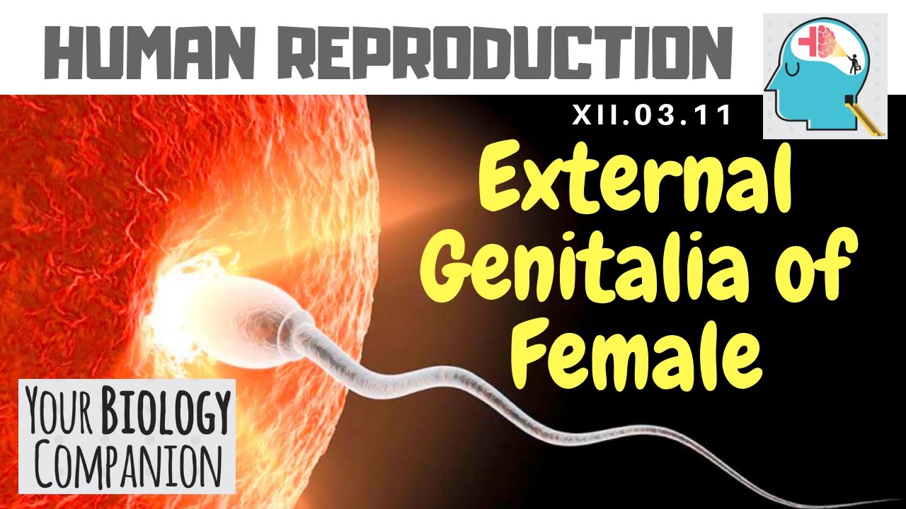 XII.03.11 – External Genitalia of Female | NEET / AIIMS | ExamForU ...