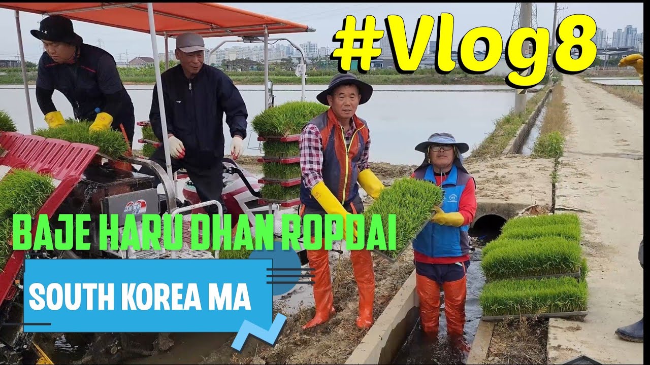 South korea ma Dhan ropne machine dekhera chakka moh #vlog8 - YouTube