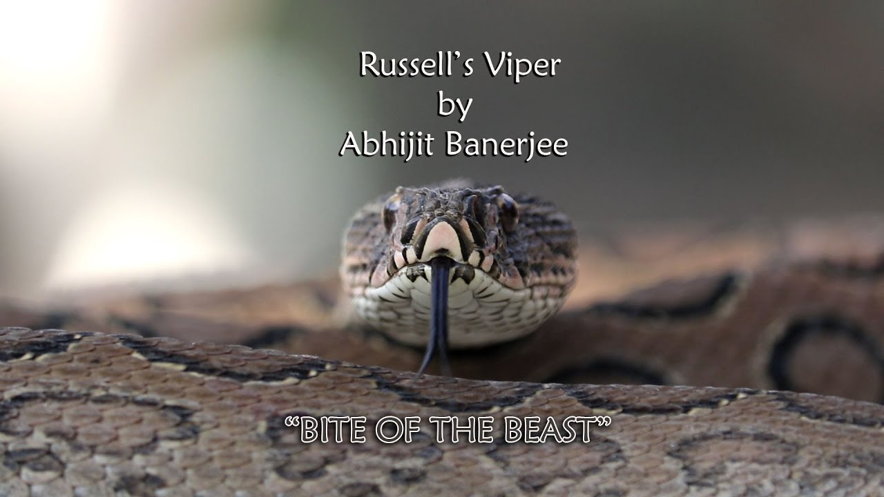 Russell's Viper : Docu film by Abhijit Banerjee (BITE OF THE BEAST ...