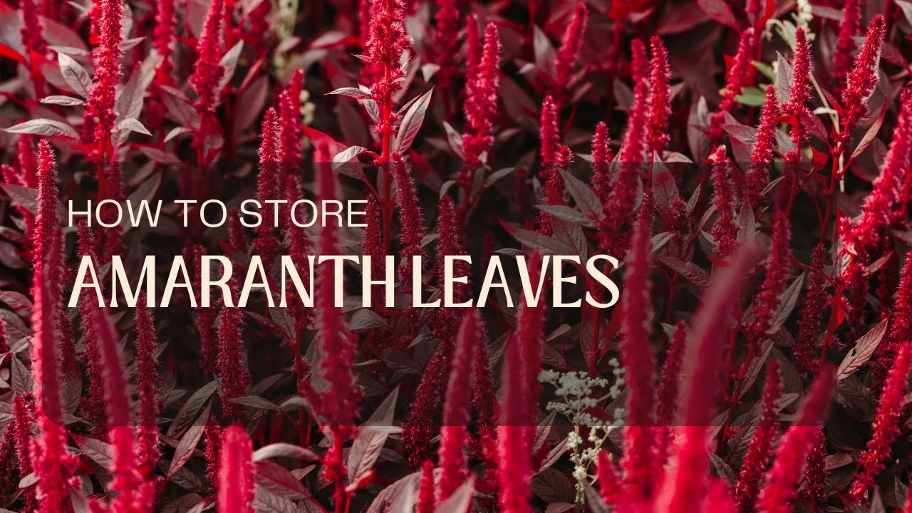 How to Store Amaranth Leaves - YouTube