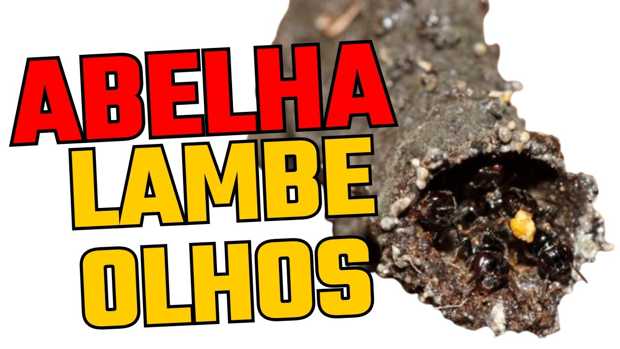 Lambe Olhos no abrigo provisorio - YouTube