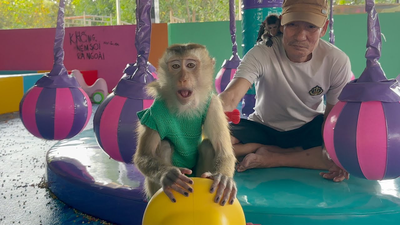 Monkey Sam & Baby Bob have fun playing with grandpa - YouTube