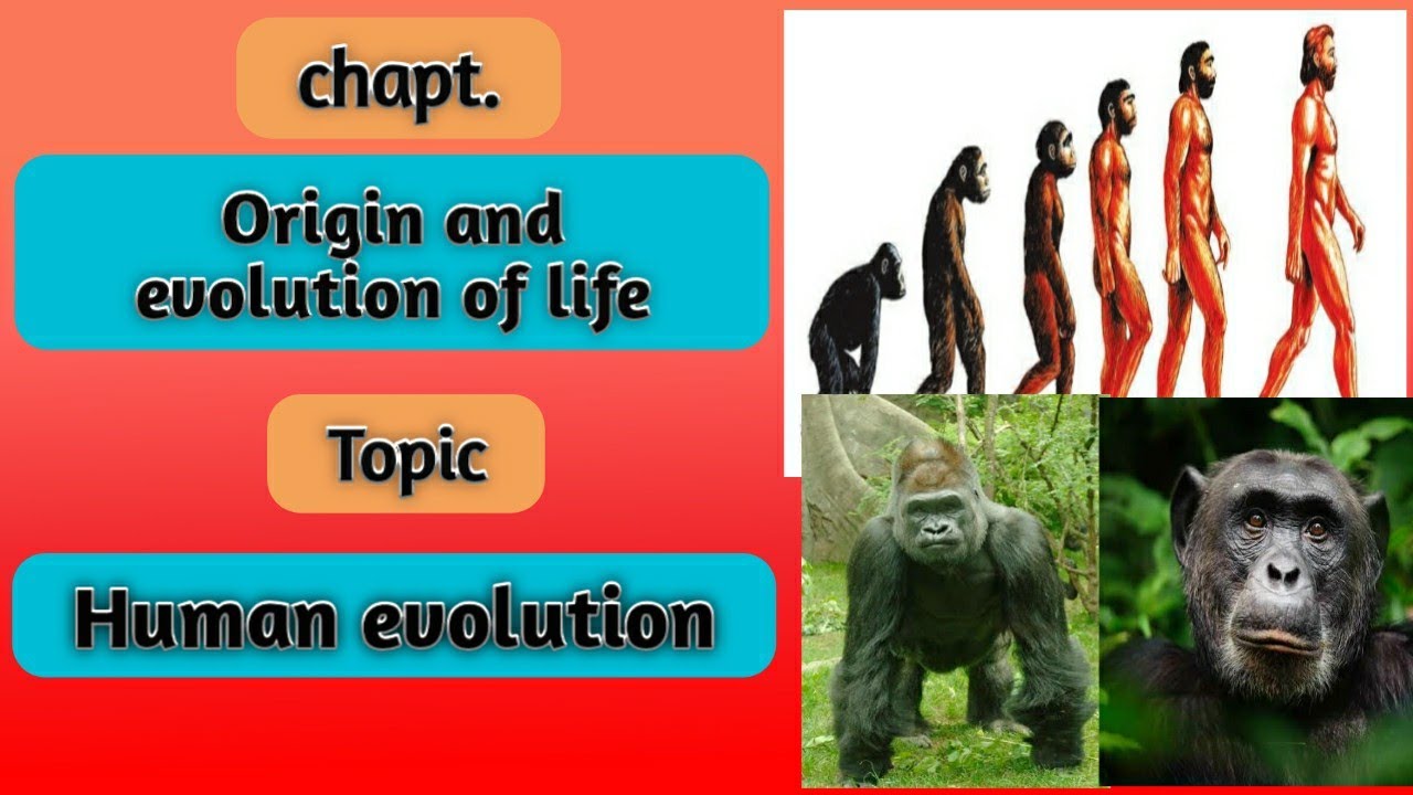 Human evolution / chapt. Origin and evolution of life / class 12 th ...