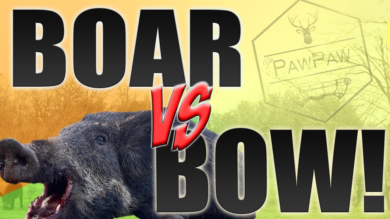 BOAR VS BOW! - Feral Texas Hog Hunt - YouTube
