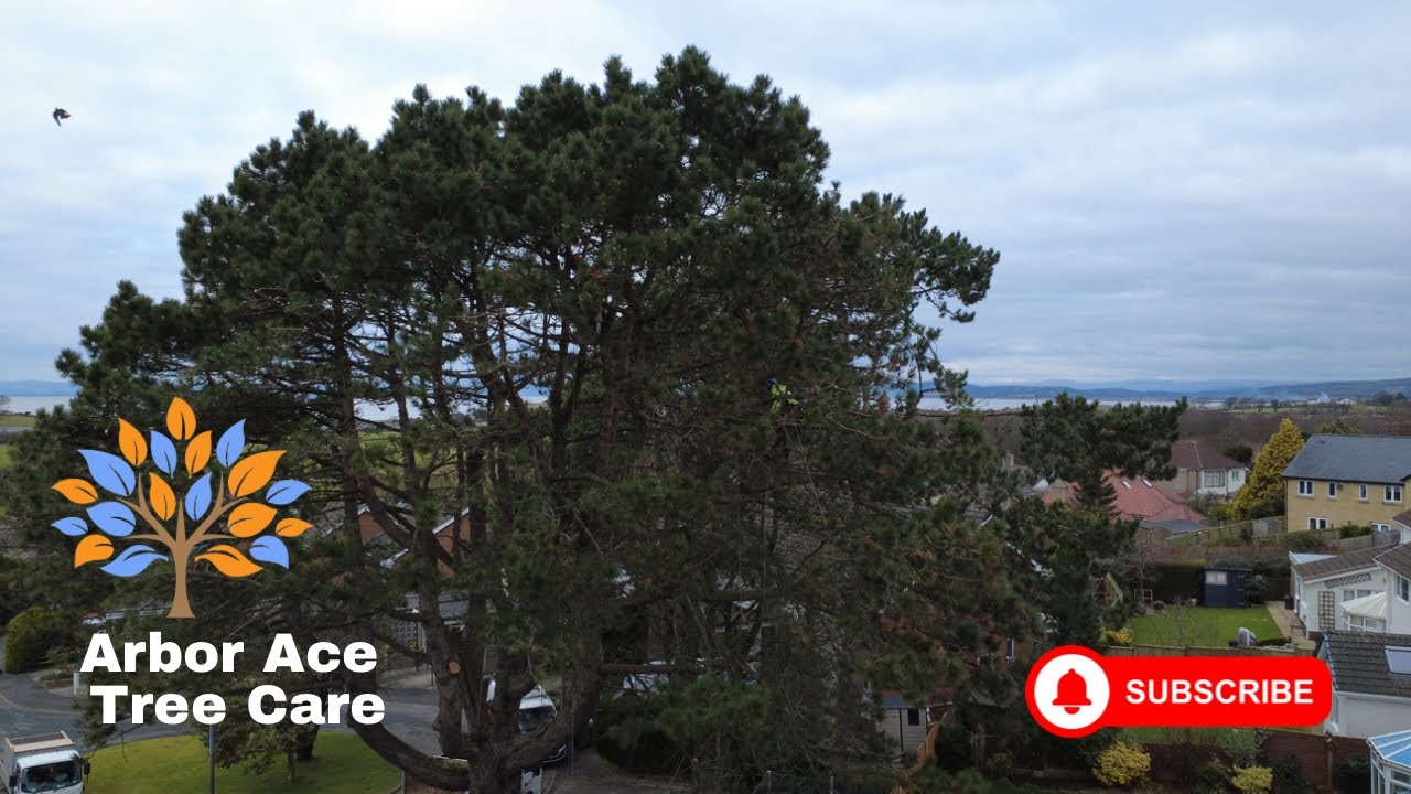 Amazing Pine Tree Arbor Ace Tree Care Worked On - YouTube