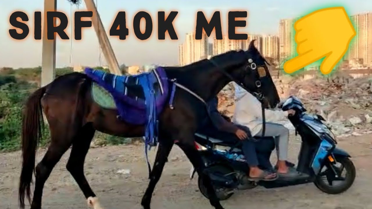 saste ghode in Hyderabad balnagar | kala ghoda | black horse in hyd ...