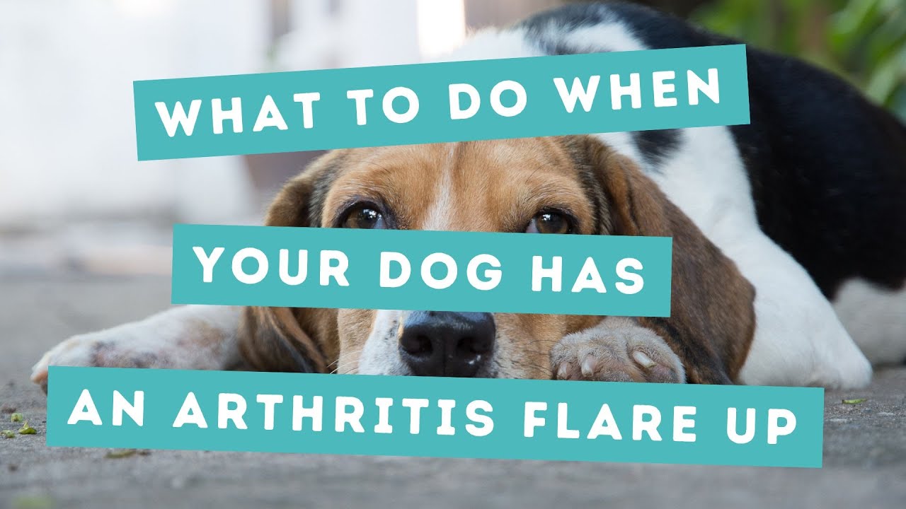 Strategies to help settle your arthritic dog during a flare up - YouTube