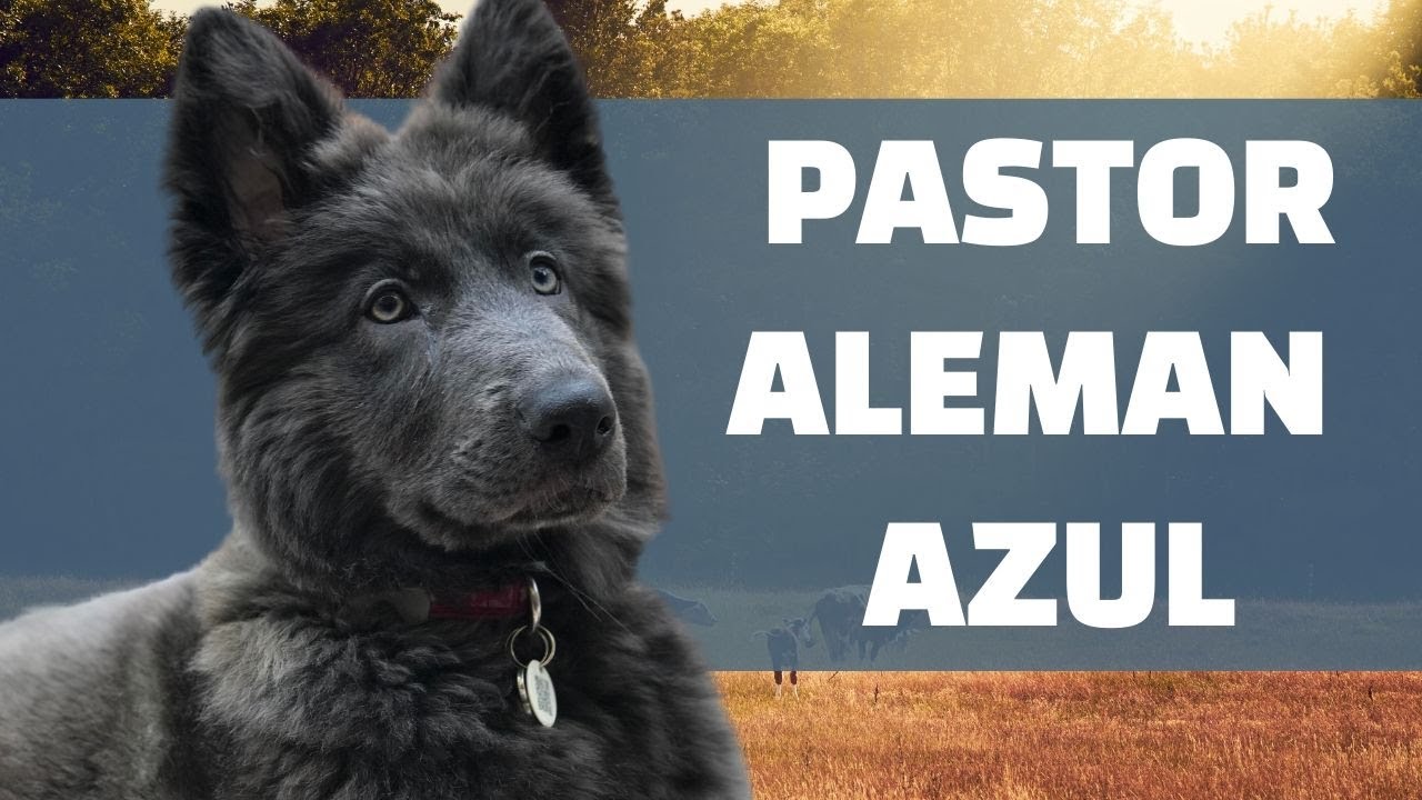 PASTOR ALEMÁN AZUL - YouTube