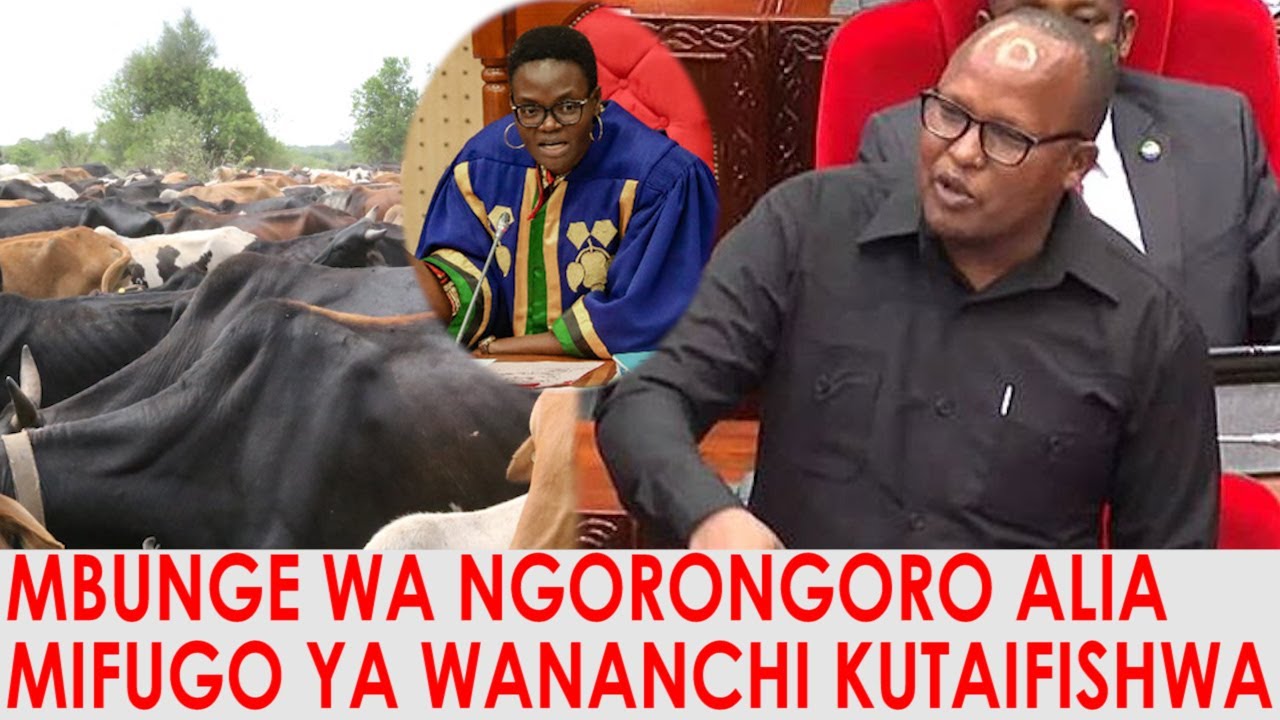 MAJONZI ; MBUNGE WA NGORONGORO ALIA MIFUGO ZAIDI YA 900 YA WANANCHI ...