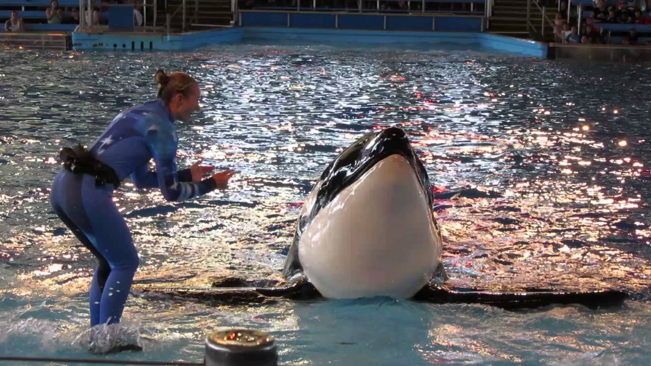Shamu at SeaWorld San Antonio - YouTube