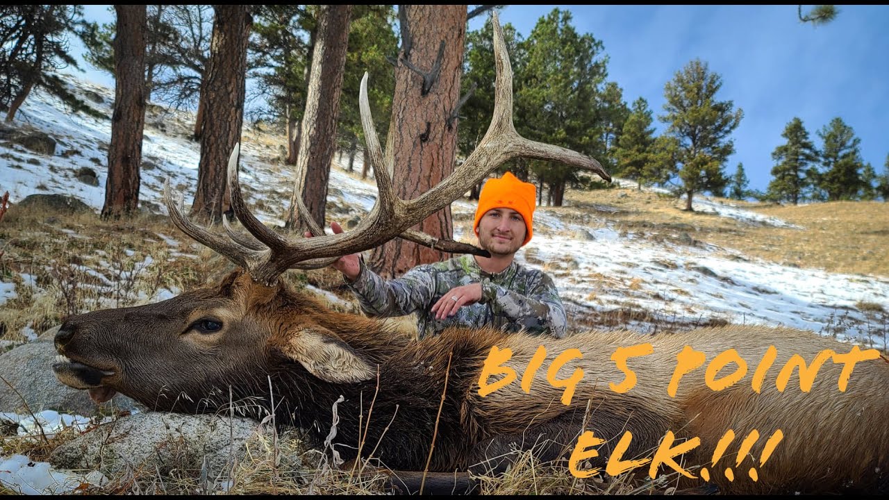WYOMING ELK HUNT 2020 PUBLIC LAND! MY FIRST BULL! 5 POINT BULL ELK ...