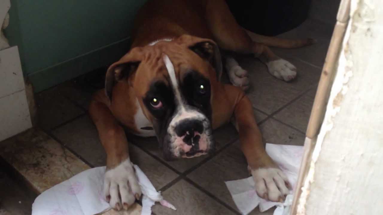 Dog Steals And Eats Toilet Paper Cane Ruba Carta Igienica YouTube dog-steals-and-eats-toilet-paper-cane-ruba-carta-igienica-youtube