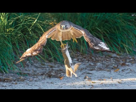 Hawk grabs rabbit - YouTube