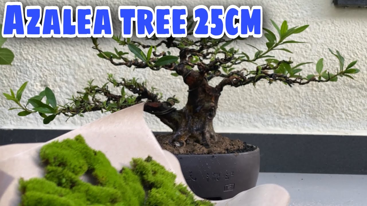Bonsai spesial‼️Persiapan themax 30cm 🪴 - YouTube