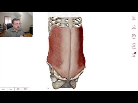 Anatomy Lab Muscles Part 4 Trunk and Torso - YouTube