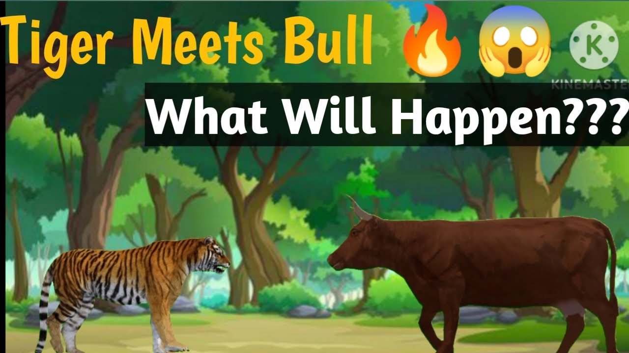 Tiger Meets Bull | Tiger Attack | Bull | Animals Animation - YouTube