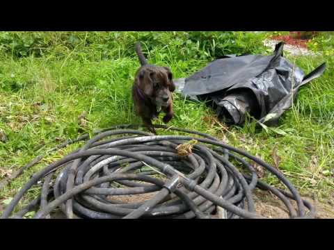 Dog Frog Chase 2016
