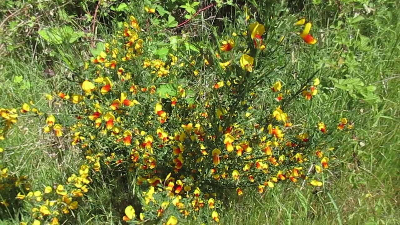 Invasive species Scotch Broom in Bloom - YouTube