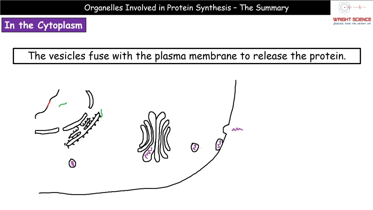 A Level Biology - 2.1.1.6 - Organelles Working Together Summary - YouTube
