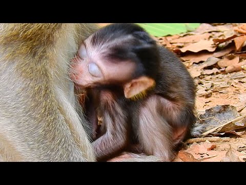 Pity to a little newborn mom gave her sit down for drink milk