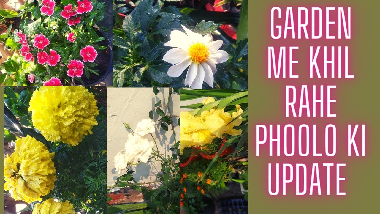 Garden me khil rahe phoolo ki update||garden update@spk desire - YouTube