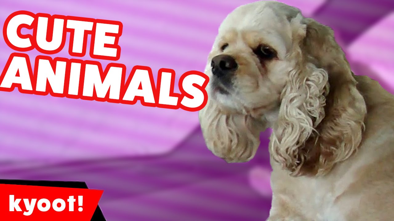 Funniest Pet & Animal Bloopers, Outtrakes & Clips of 2016 Weekly ...