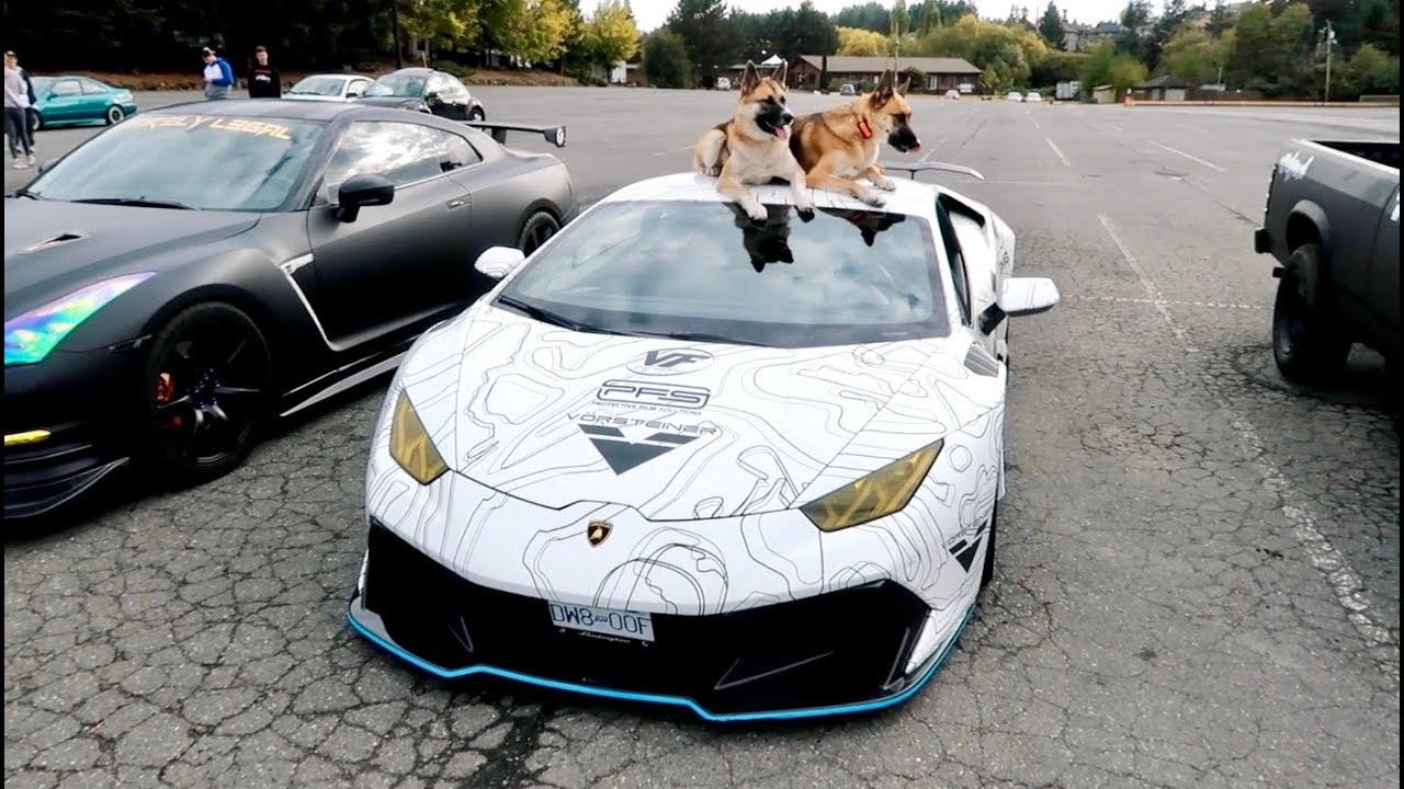 Why are these Dogs on my Lamborghini? - YouTube