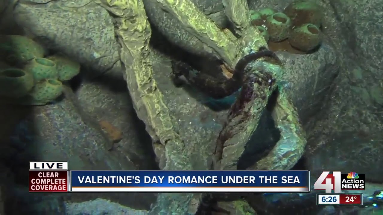 Sea Life offers Valentine romance under the sea - YouTube