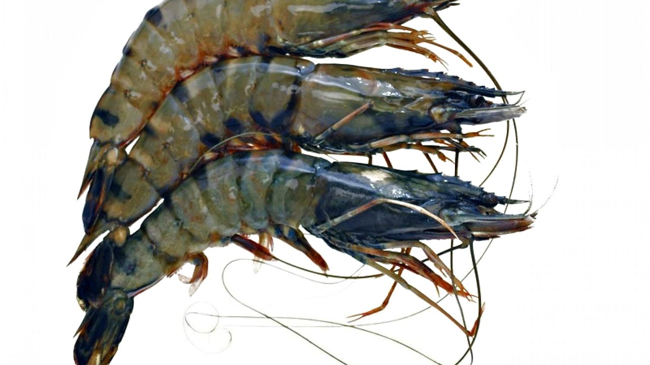 Easy way to clean prawns - YouTube