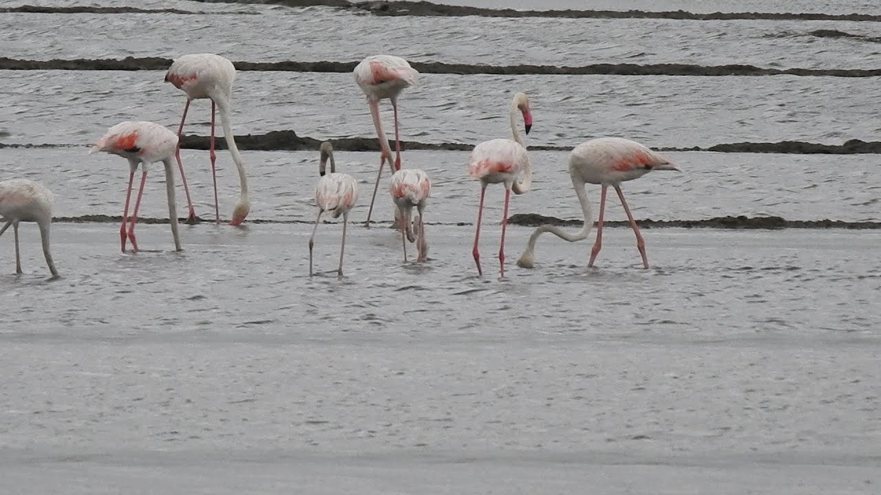 Beautiful Flamingos in Vasai - YouTube