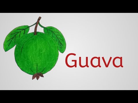 How To Draw a Guava Step by Step ( very easy ) - YouTube