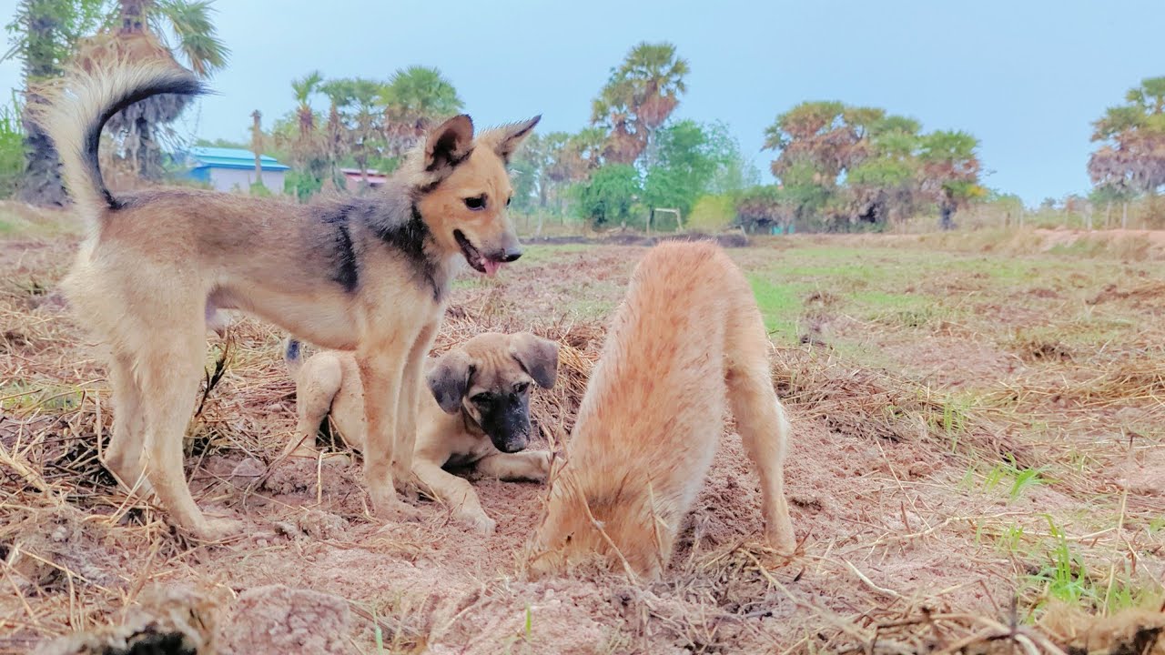 Dogs find something in the hole - YouTube