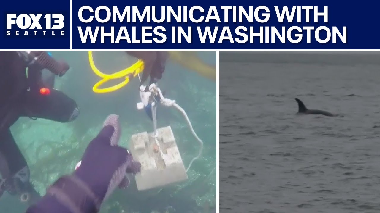 WA scientists test underwater cables to listen to whales communicate ...
