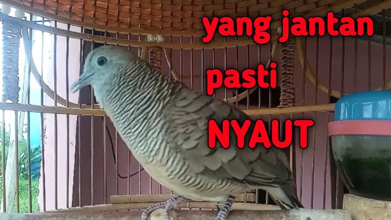 burung perkutut/merbok/peksi/ketitir lokal memanggil jantan bikin ...