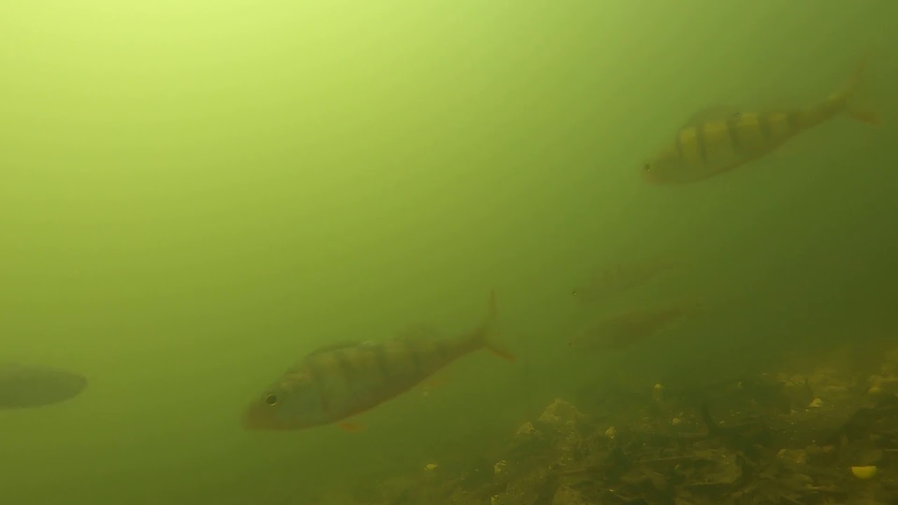 Underwater Gravel Pit: Roach & Perch - YouTube
